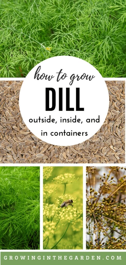 How to Grow Dill: 5 Tips for Growing Dill - Growing In The Garden