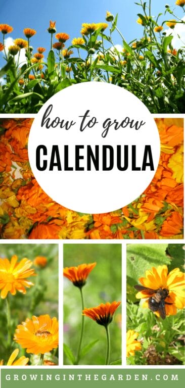 How to Grow Calendula: 5 Tips for Growing Calendula - Growing In The Garden
