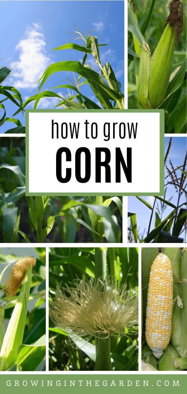 How to Grow Corn - Growing In The Garden