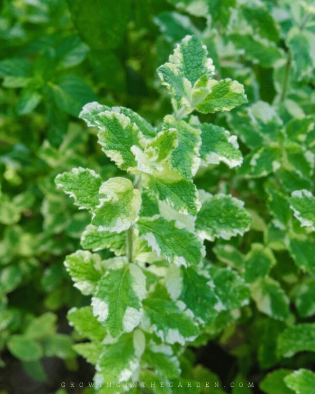 How to Grow Mint: Mint Plant Care Guide