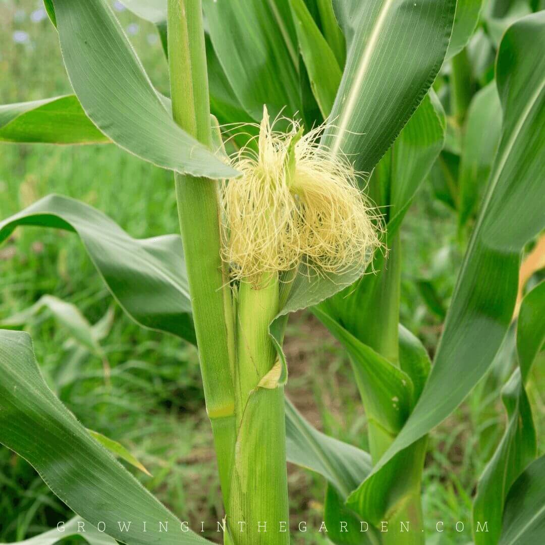 How to Grow Corn - Growing In The Garden