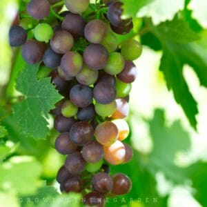 Arizona Vine Planting Guide: A Visual Guide for Low Desert Vines ...