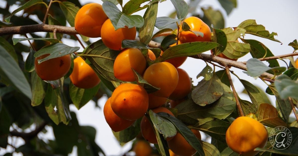 Arizona Fruit Planting Guide: A Visual Guide for Low Desert Fruit ...