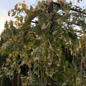 What to Cover in a Freeze: Frost Protection in the Garden - Growing In ...