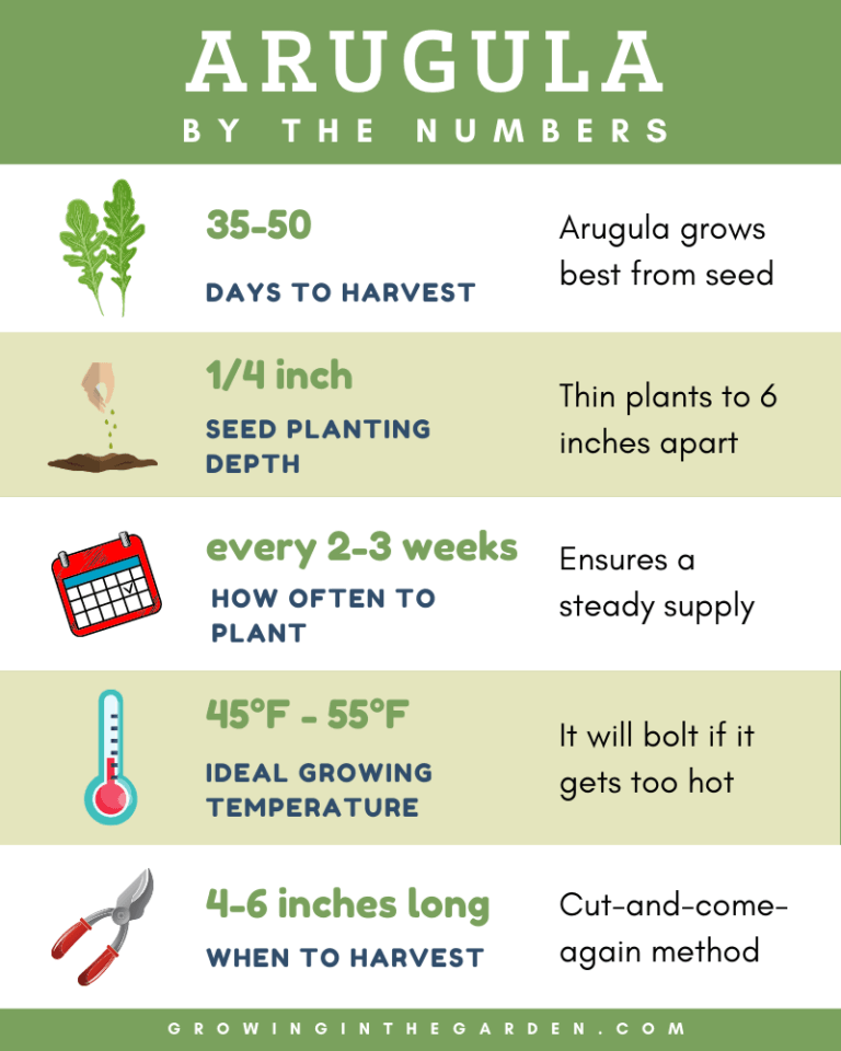 How to Grow Arugula - Growing In The Garden