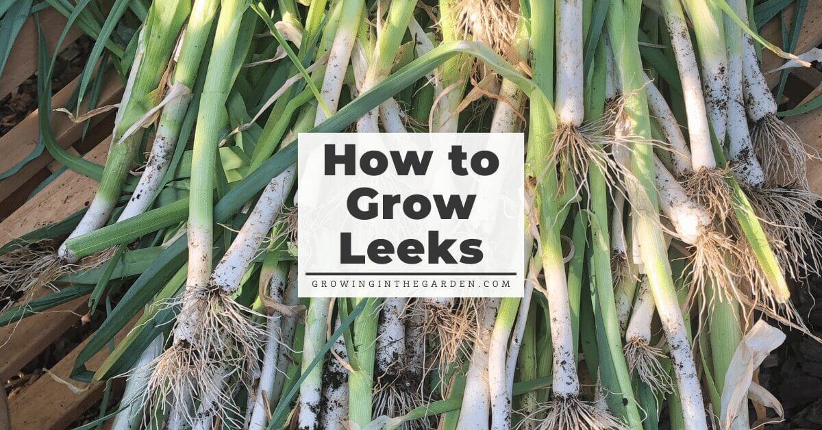 How to Grow Leeks - Growing In The Garden