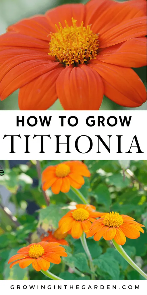 How to Grow Mexican Sunflowers: 5 Tips for Growing Tithonia - Growing ...