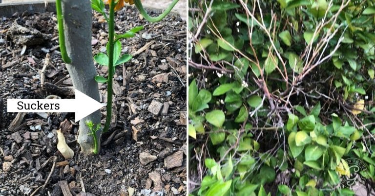 Citrus Growing Mistakes: How to Avoid Them - Growing In The Garden