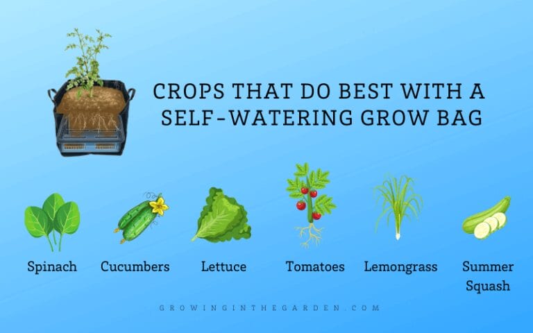 Gardening in Grow Bags: 5 Tips for Success - Growing In The Garden