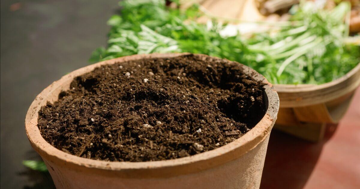 Guide to Container Sizes: Which Size Container Should I Use? - Growing ...