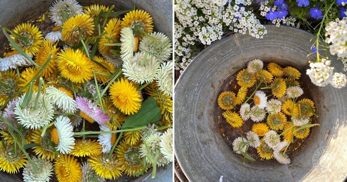 How to Grow Strawflowers in Your Garden