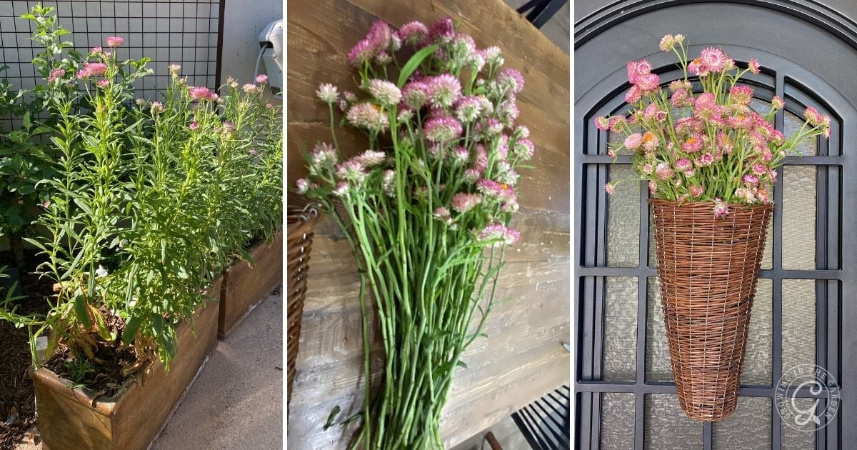 How to Grow Strawflowers in Your Garden