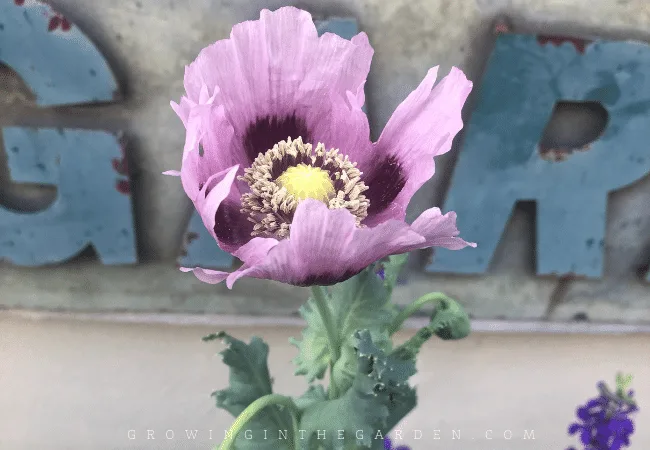 10 Cool-Season Flowers That Love Mild Winters - Growing In The Garden