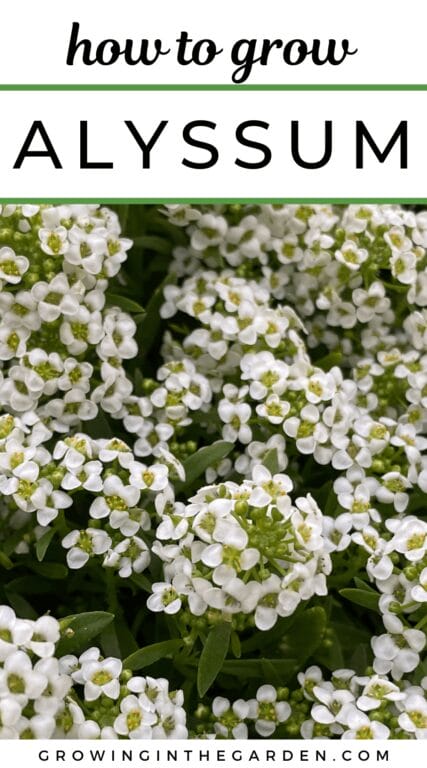 How to Grow Alyssum: 5 Tips for Growing Alyssum - Growing In The Garden