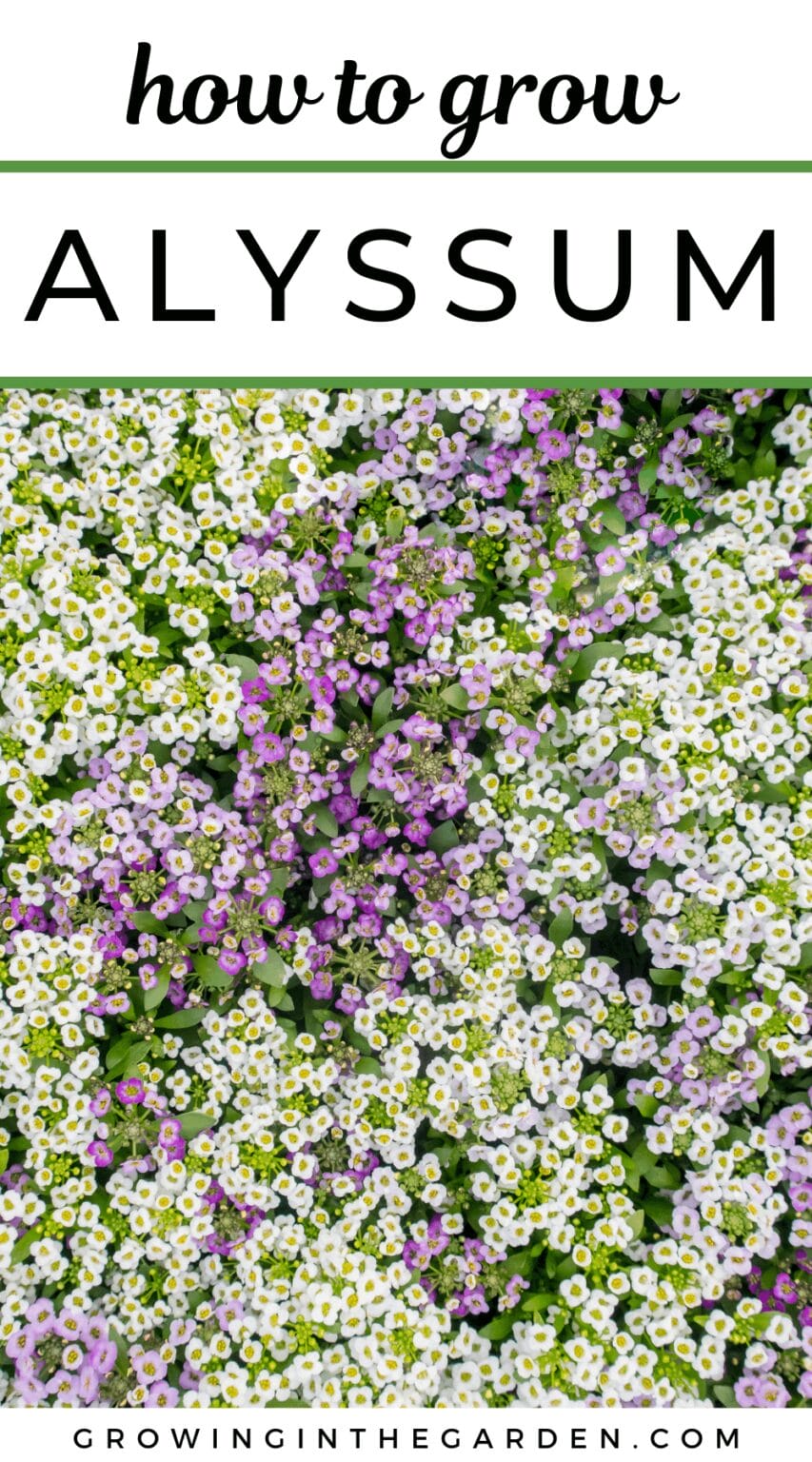 How to Grow Alyssum: 5 Tips for Growing Alyssum - Growing In The Garden
