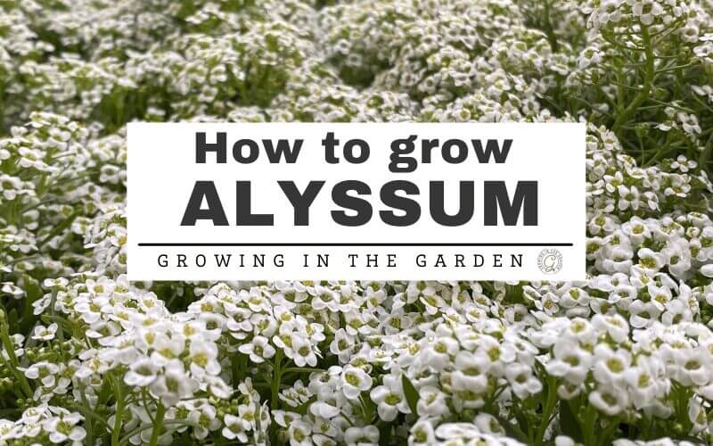 How to Grow Alyssum and Attract Pollinators