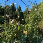 Arizona Vine Planting Guide: A Visual Guide for Low Desert Vines ...
