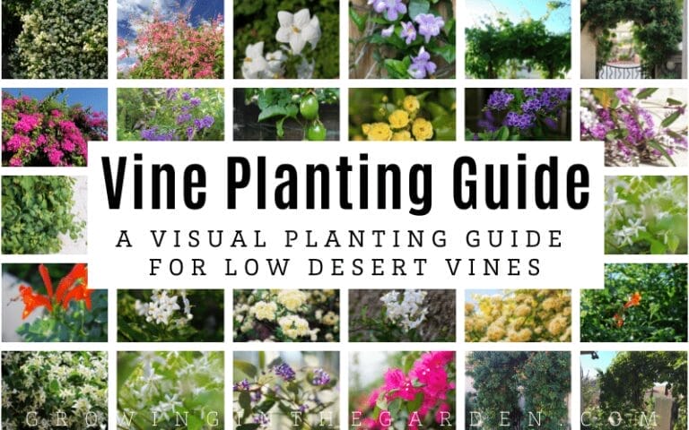 Vegetable Gardening in Arizona - Growing In The Garden