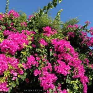 Arizona Vine Planting Guide: A Visual Guide for Low Desert Vines ...