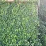 Arizona Vine Planting Guide: A Visual Guide for Low Desert Vines ...