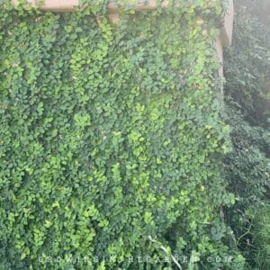 Arizona Vine Planting Guide: A Visual Guide for Low Desert Vines ...