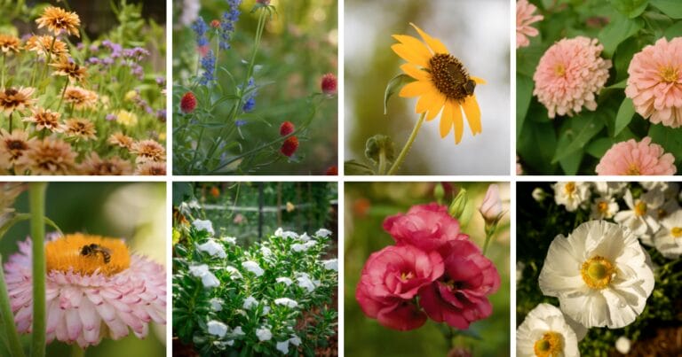 Arizona Annual Flowers: A Visual Guide for Low-Desert Flowers - Growing ...
