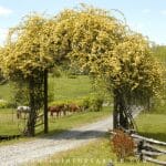 Arizona Vine Planting Guide: A Visual Guide for Low Desert Vines ...
