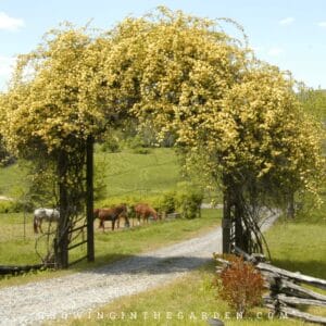 Arizona Vine Planting Guide: A Visual Guide for Low Desert Vines ...