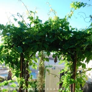 Arizona Vine Planting Guide: A Visual Guide for Low Desert Vines ...