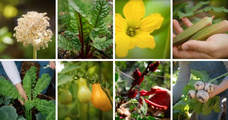 Arizona Vegetable Planting Guide: A Visual Guide for Low Desert Vegetables