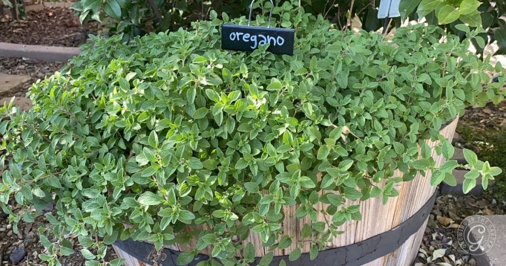 Container Gardening: Best Vegetables to Grow in Pots - Growing In The ...