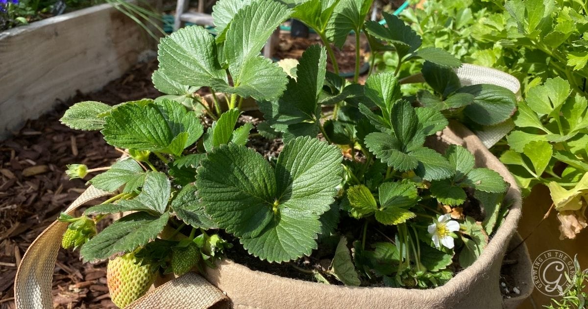 Container Gardening: Best Vegetables to Grow in Pots - Growing In The ...