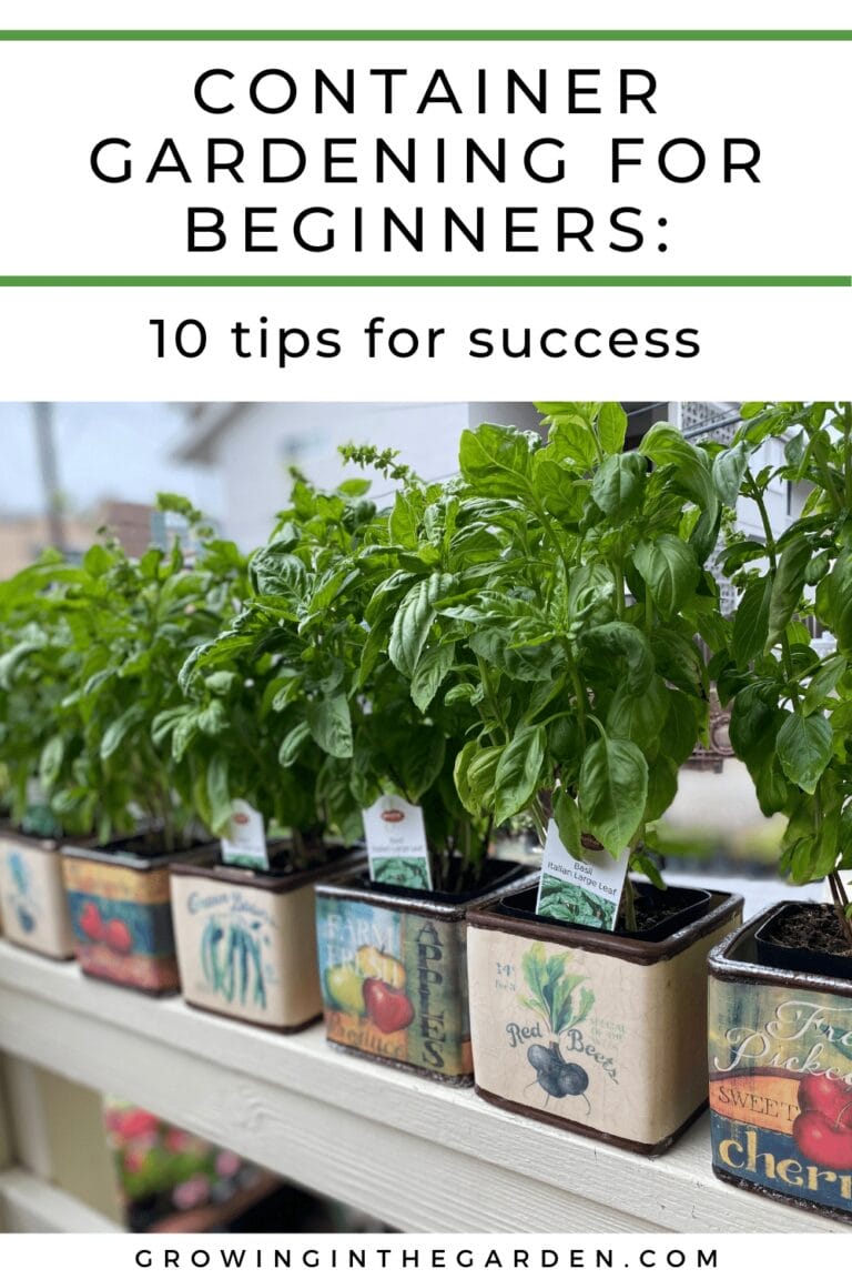 Container Gardening for Beginners: 10 Steps for Success - Growing In ...