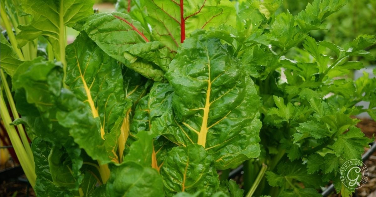 How to Grow Swiss Chard: A Complete Guide