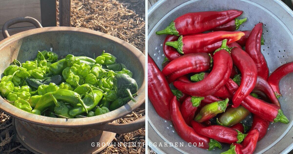 16 Types of Peppers & Pepper Varieties to Grow at Home - Growing In The ...