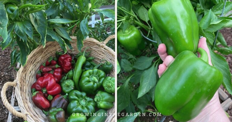 16 Types of Peppers & Pepper Varieties to Grow at Home - Growing In The ...