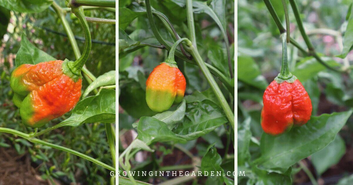 16 Types of Peppers & Pepper Varieties to Grow at Home - Growing In The ...