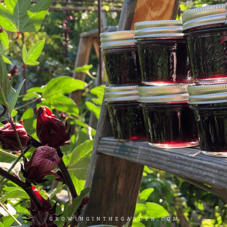 How to use Roselle Hibiscus: 5 Tasty Recipes - Growing In The Garden