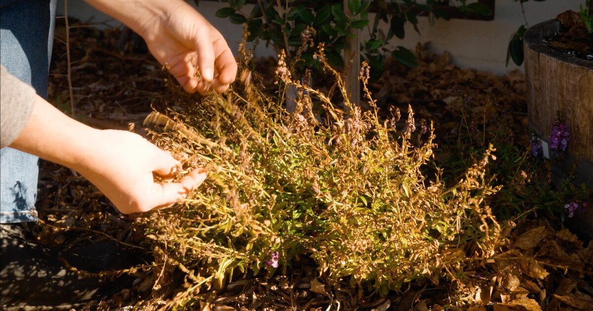 Garden Troubleshooting Guide - Growing In The Garden