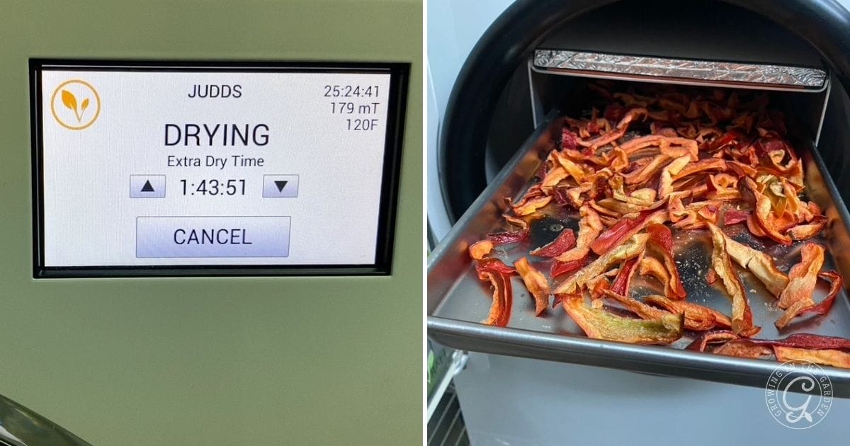 Freeze Drying: Tips & FAQs - Growing In The Garden