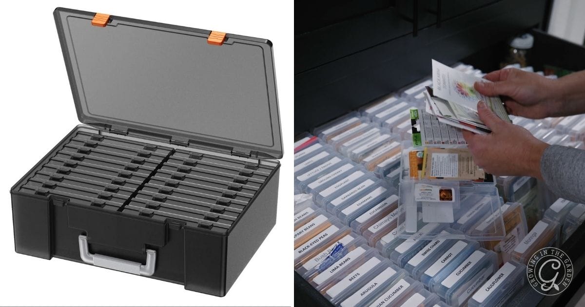 Seed Storage: The Best Way to Store and Organize Seeds - Growing In The ...