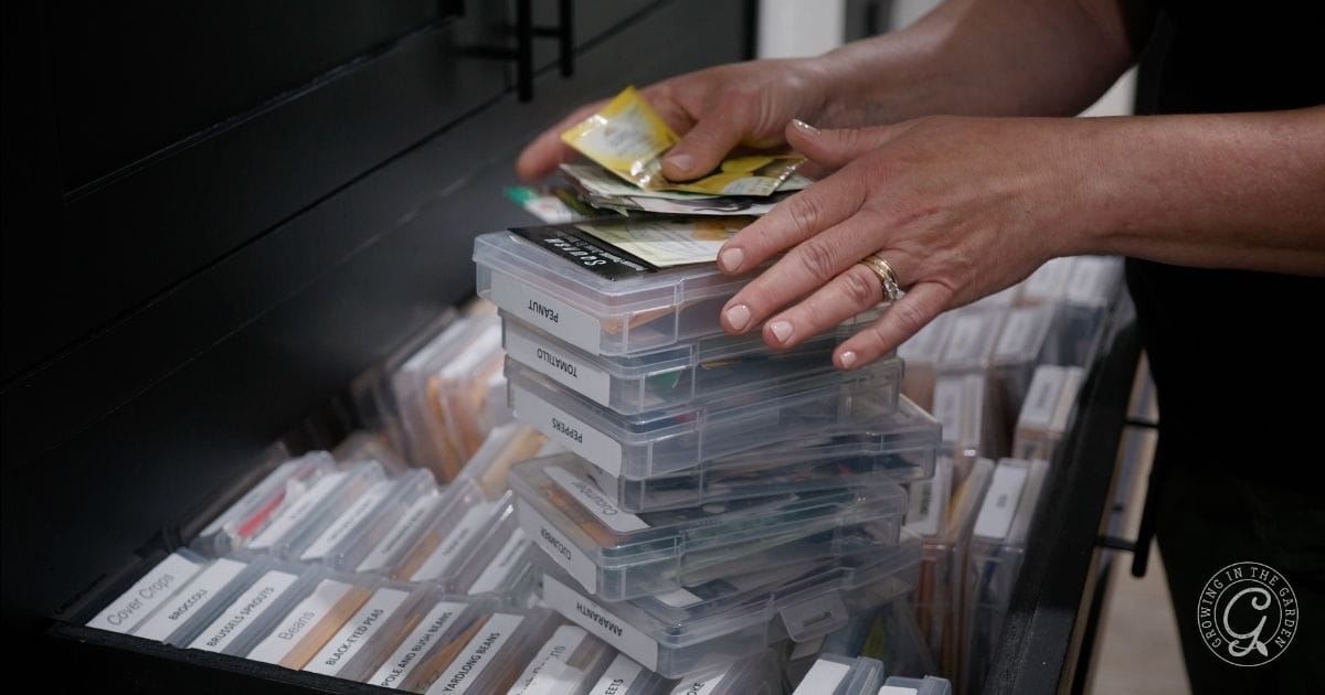 Seed Storage: The Best Way to Store and Organize Seeds - Growing In The ...