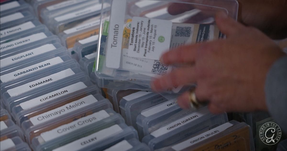 Seed Storage: The Best Way to Store and Organize Seeds - Growing In The ...