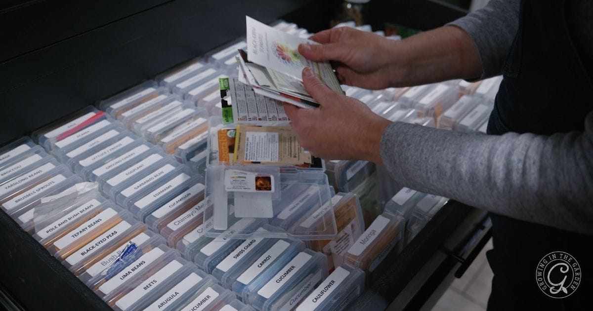 Seed Storage: The Best Way to Store and Organize Seeds - Growing In The ...