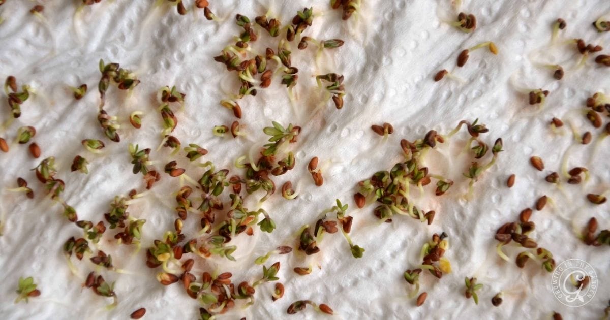 Seed Storage: The Best Way to Store and Organize Seeds - Growing In The ...