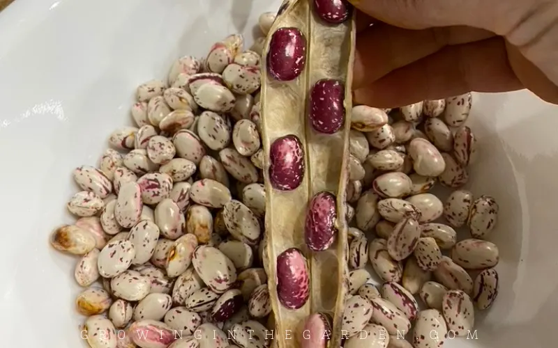 How to Grow Borlotti Beans: 5 Tips for Growing Borlotti Beans - Growing ...
