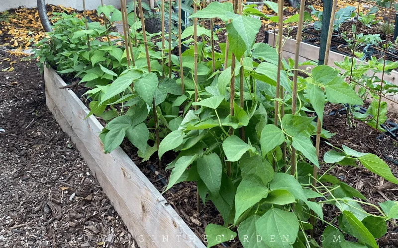 How to Grow Borlotti Beans: 5 Tips for Growing Borlotti Beans - Growing ...