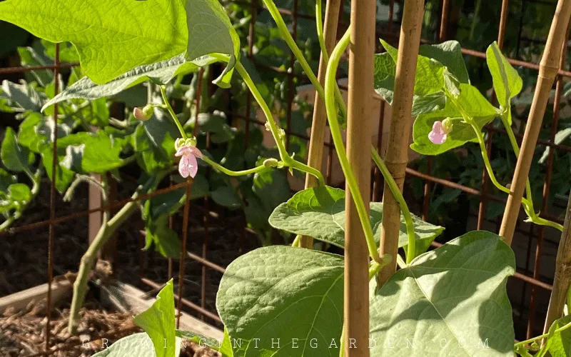 How to Grow Borlotti Beans: 5 Tips for Growing Borlotti Beans - Growing ...