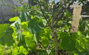 Labeling Trees: The Last Step in Planting - Growing In The Garden