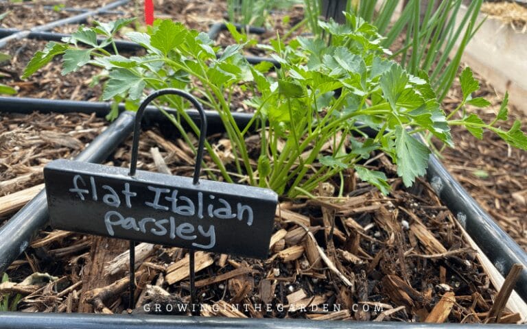 The Best Way to Label Garden Plants - Growing In The Garden